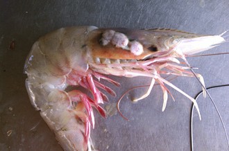 Legacy Of BP Oil Spill: Eyeless Shrimp And Fish With Lesions ...