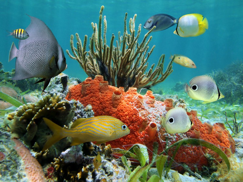 Ocean Acidification Could Make Fish Lose Their Fear Of Predators, Study ...
