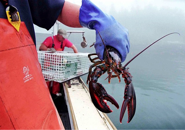 Why Scientists Are Making A Map Of The World’s Lobsters – ThinkProgress