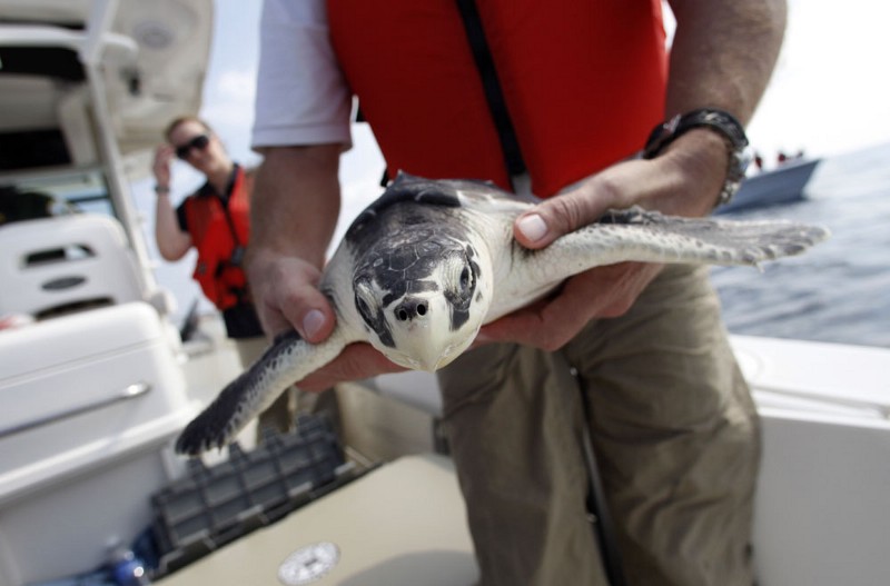 Climate Change Could Screw Up Sea Turtle Sex Ratios, But It Doesn’t ...