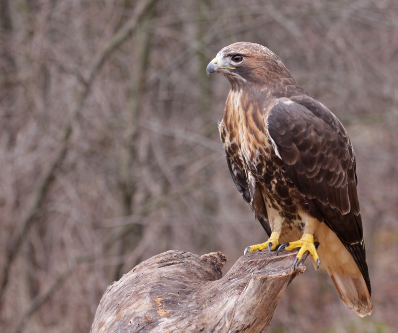 Amid California’s Drought, Raptors Are Having One Of The Worst Breeding ...