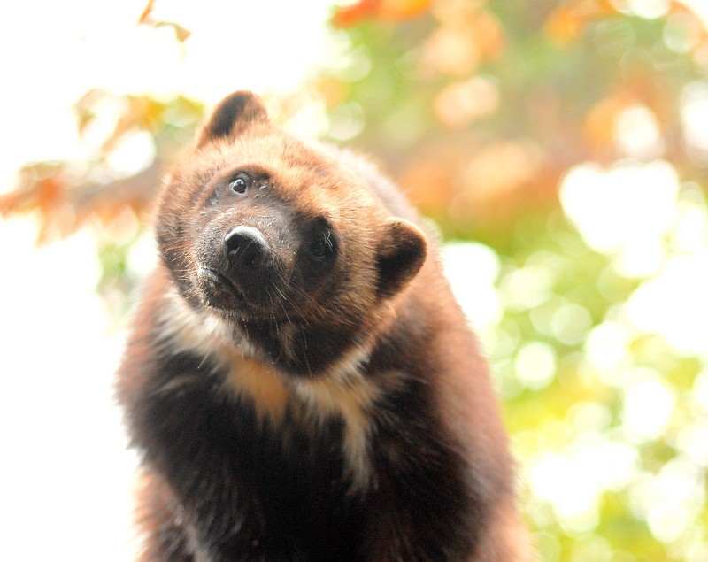 U.S. Denies Wolverine Protection From Climate Change Because ‘We Just ...