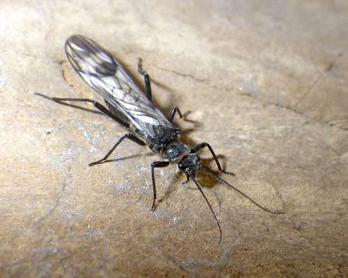 Melting Glaciers Threaten Rare Insect Found Only In Glacier National ...