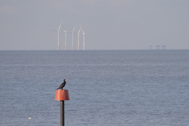 Birds Are Avoiding Offshore Wind Farms, Study Finds – ThinkProgress
