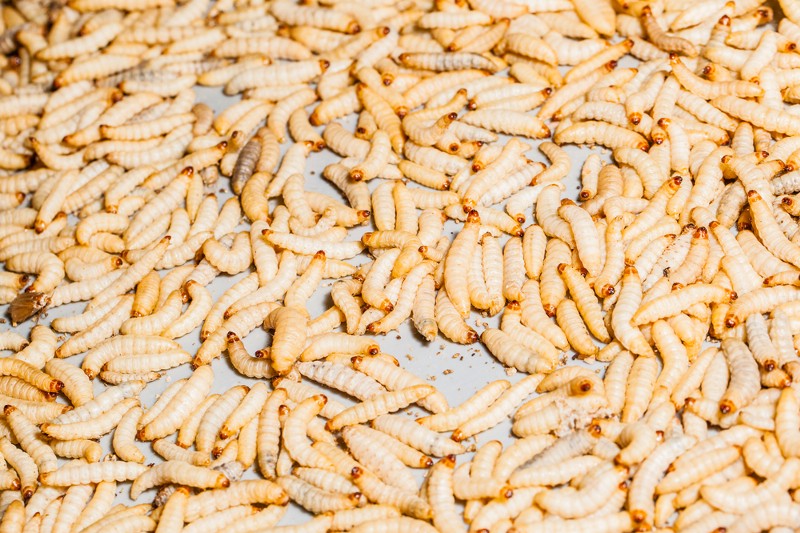 Prison Food Company Prepares Meals In Maggot-Infested Kitchens, May ...