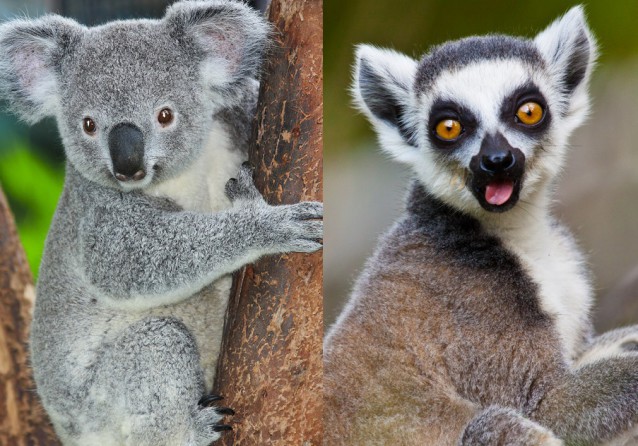 The March Sadness Cute Animal Faceoff: Koala Vs. Lemur – ThinkProgress