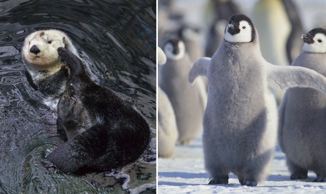 The Endangered Animal Bracket, Round 7: Sea Otter Vs. Penguin ...