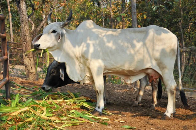 This Startup Wants To Fix The Way The World Eats, One Genetically ...