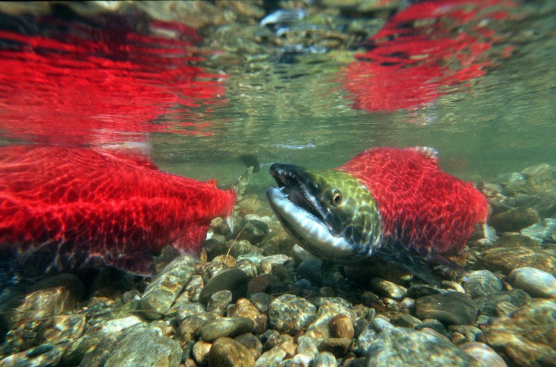 Why Are Hundreds Of Thousands Of Salmon Dying In The Northwest ...