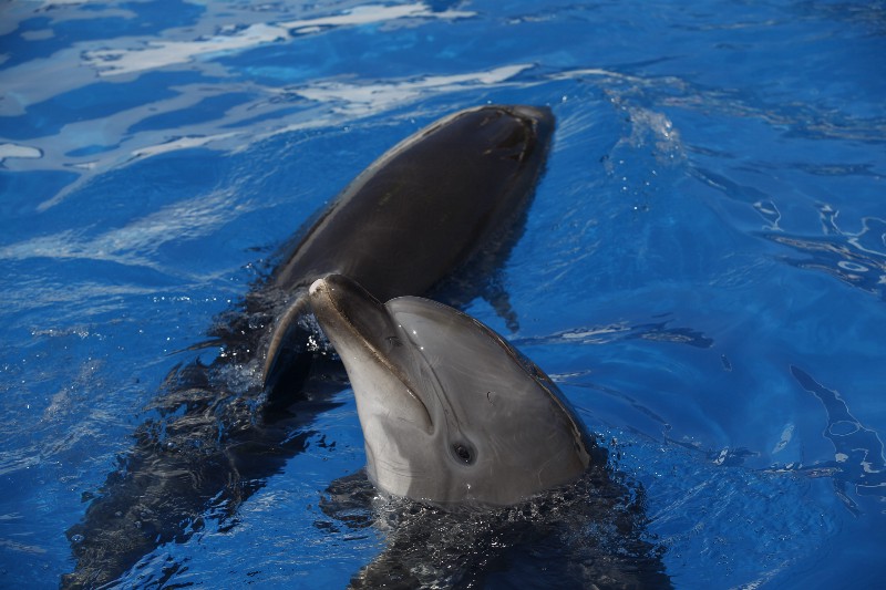Hamas Claims Captured Dolphin Is Actually An Israeli Spy – ThinkProgress