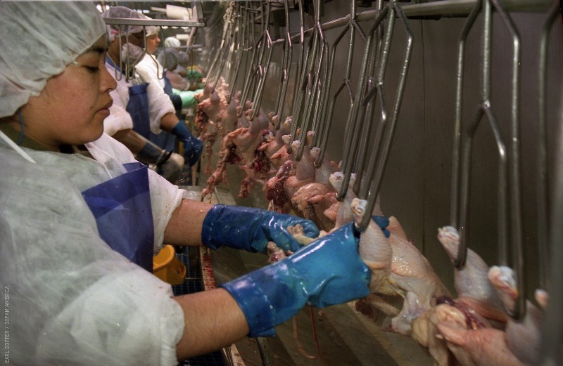 The Hellish Conditions Facing Workers At Chicken Processing Plants ...