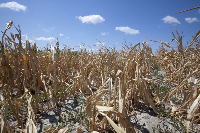 Heat Waves And Drought Are Already Having A Devastating Impact On ...