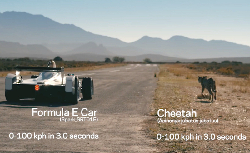 Video: Can a cheetah outrace a Formula E electric car? – ThinkProgress